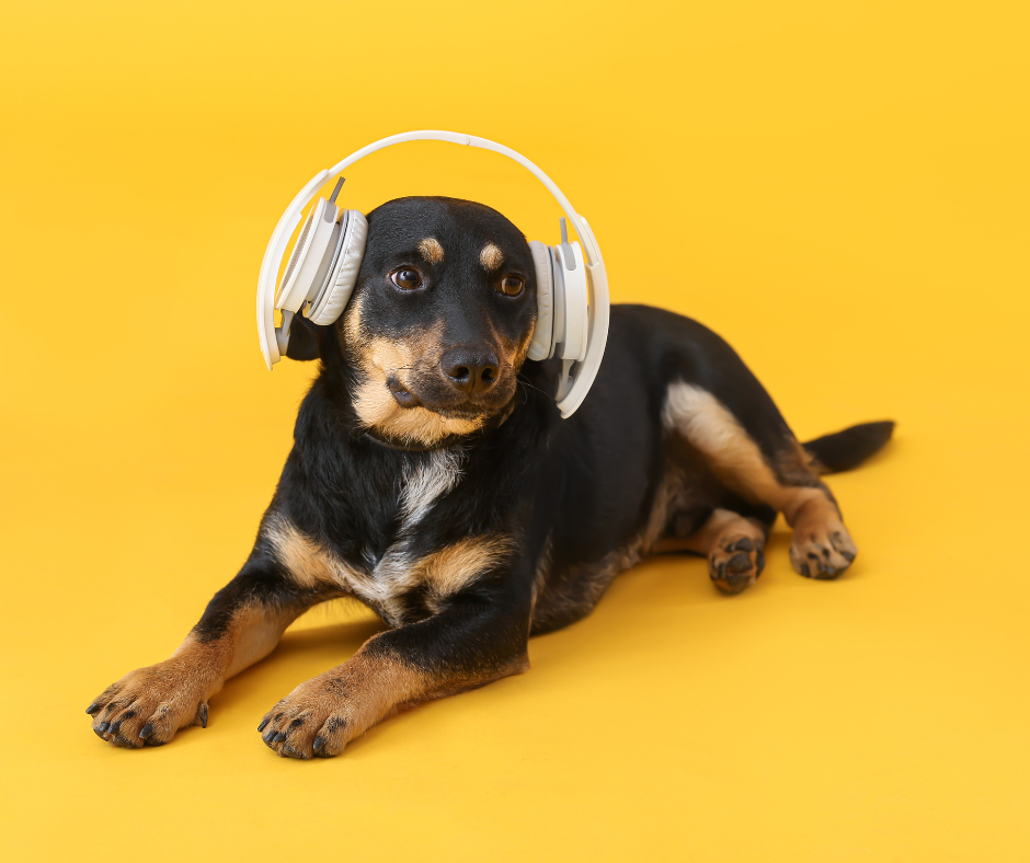 What Is WETA Classical Listening To This Summer? | WETA