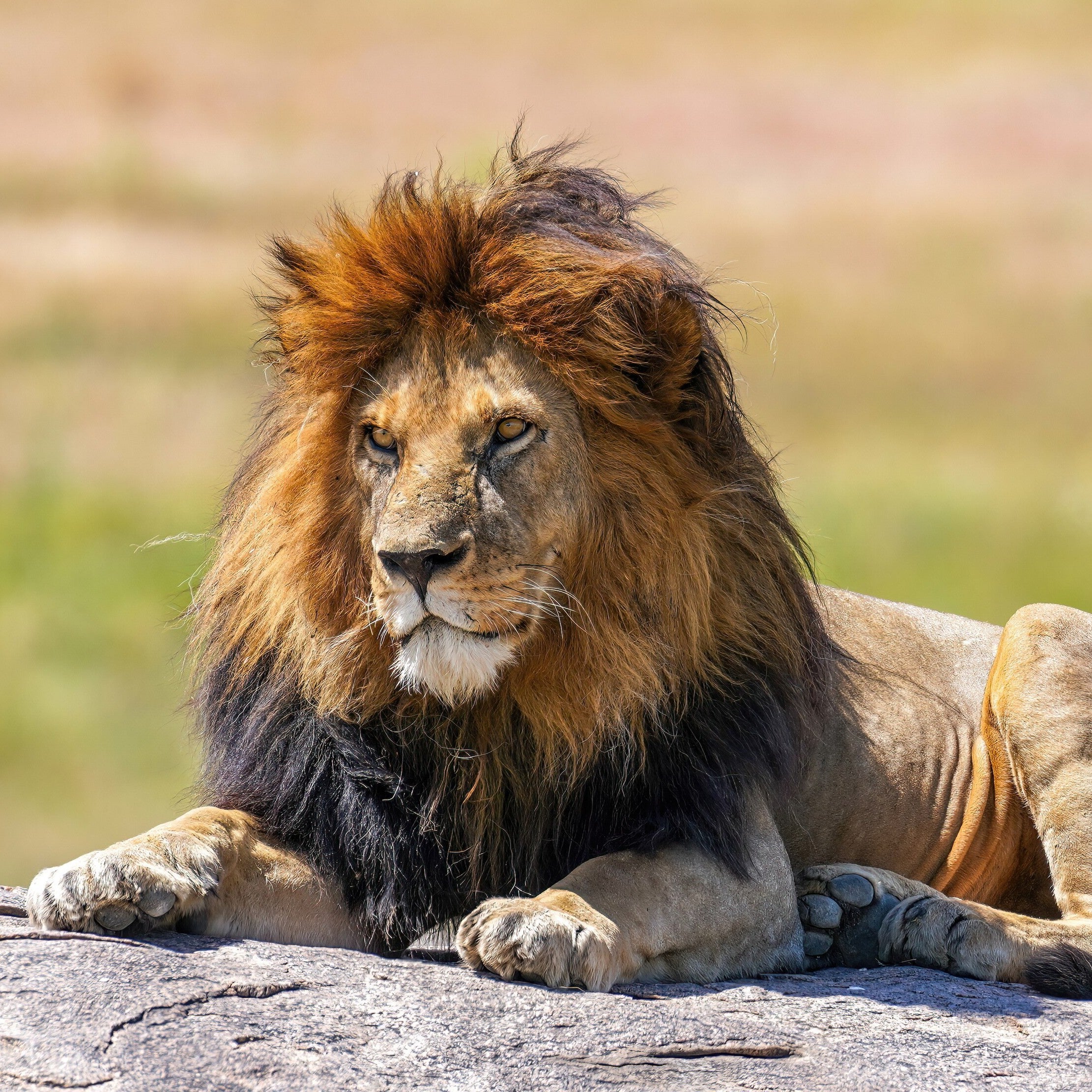 Carnival of the Animals, a work of genius kept hidden (plus animal ...