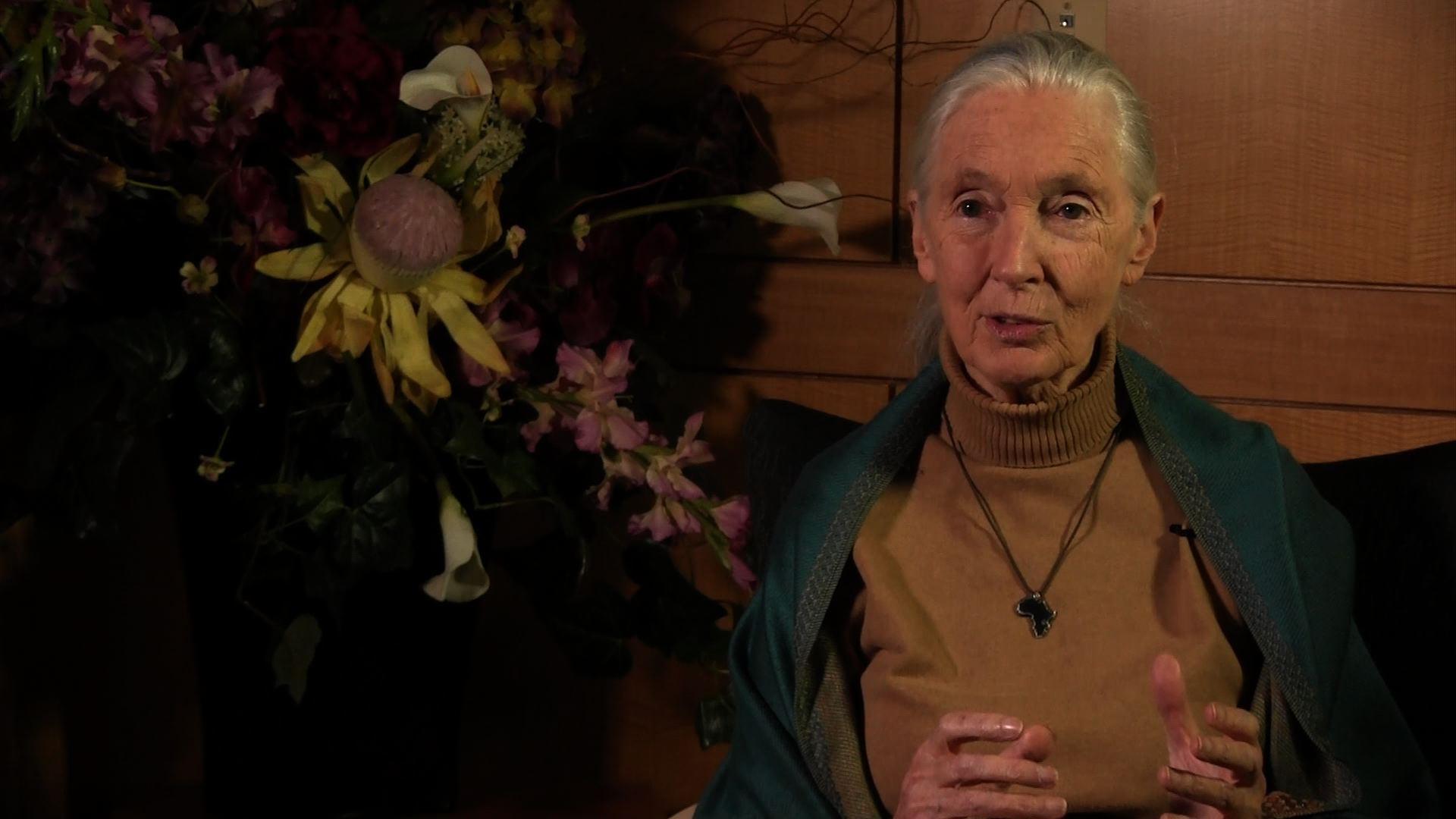 Women's History Month Profile: Jane Goodall | WETA
