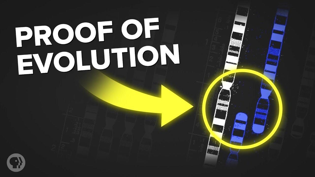 3 Incredible Examples of Evolution Hidden In Your Body | WETA