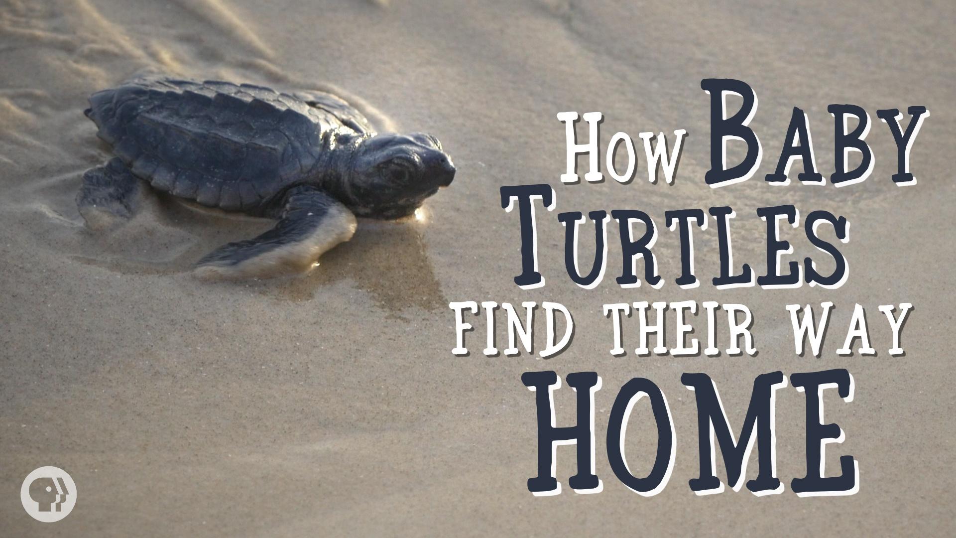 How Baby Sea Turtles Find Their Way Home | WETA