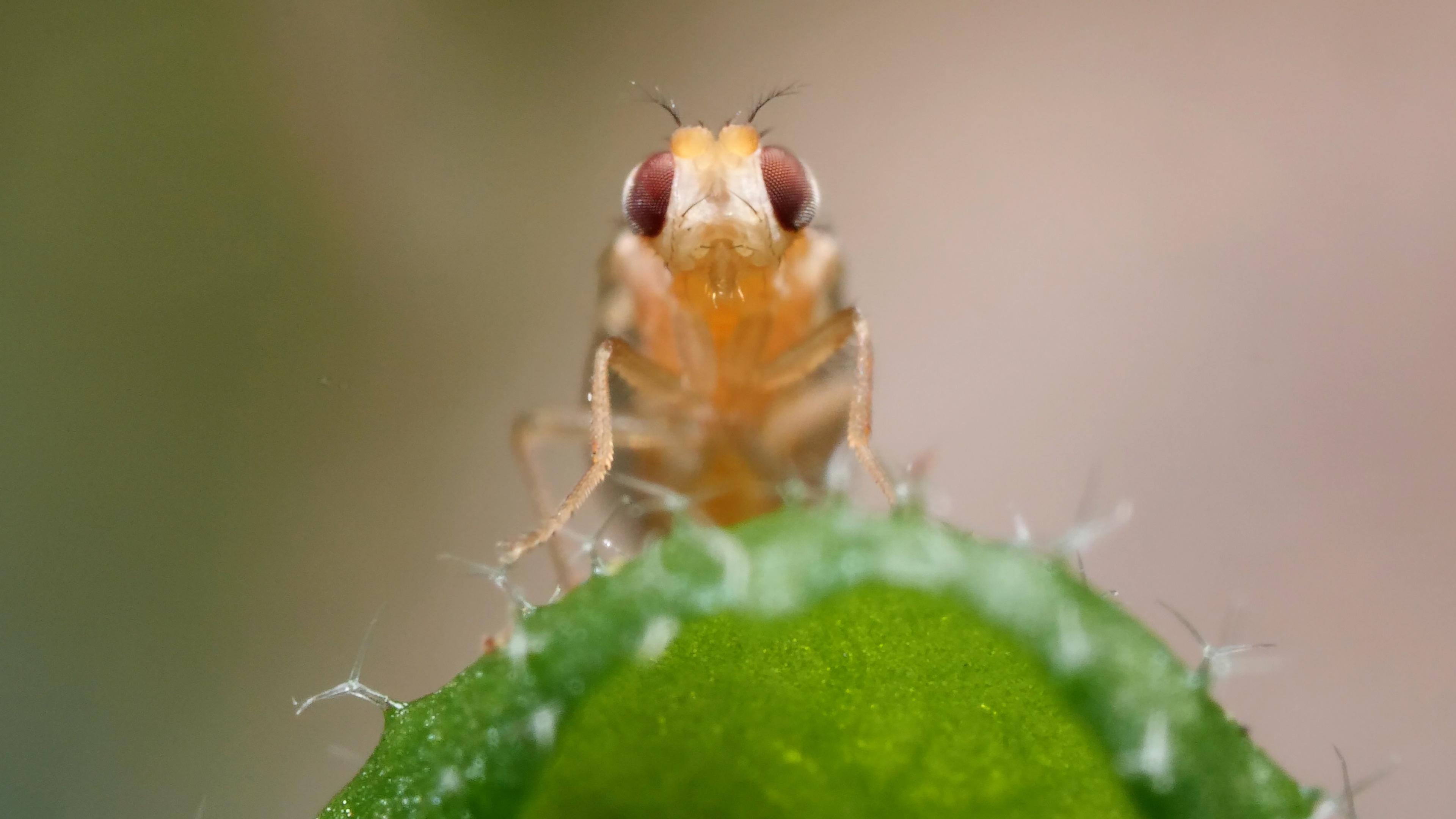 Leaf Miner Fly Babies Scribble All Over Your Salad | WETA