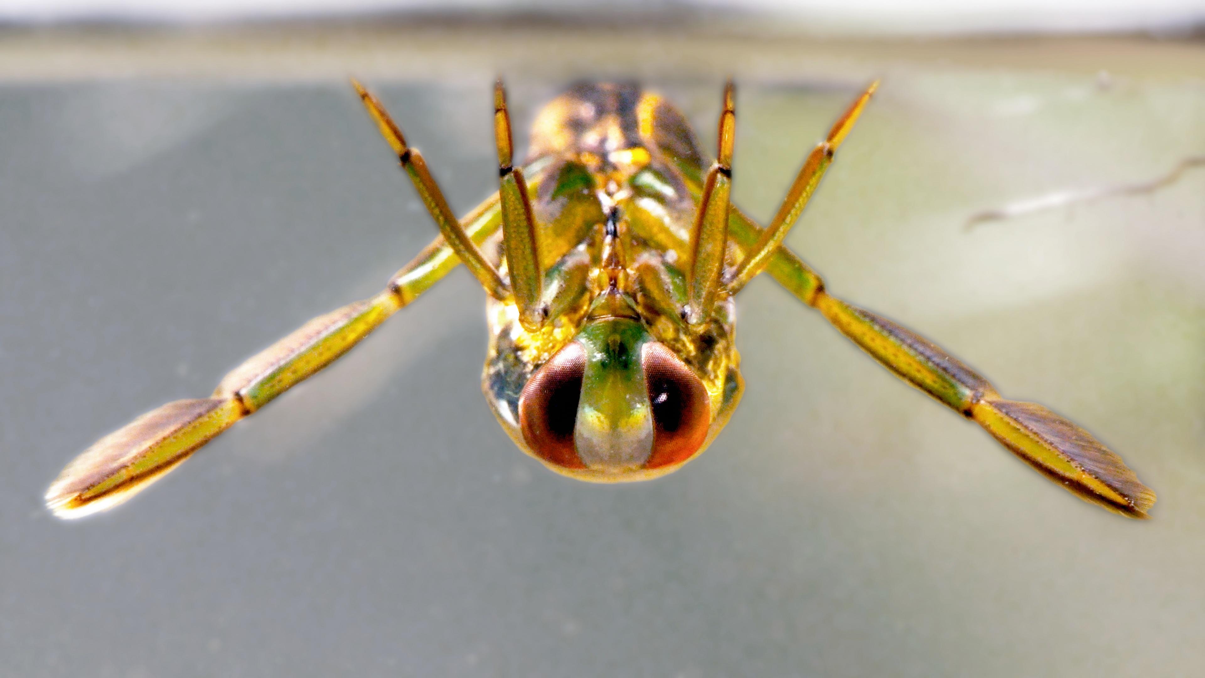 Backswimmer Insects Drag Prey Into the Upside Down | WETA