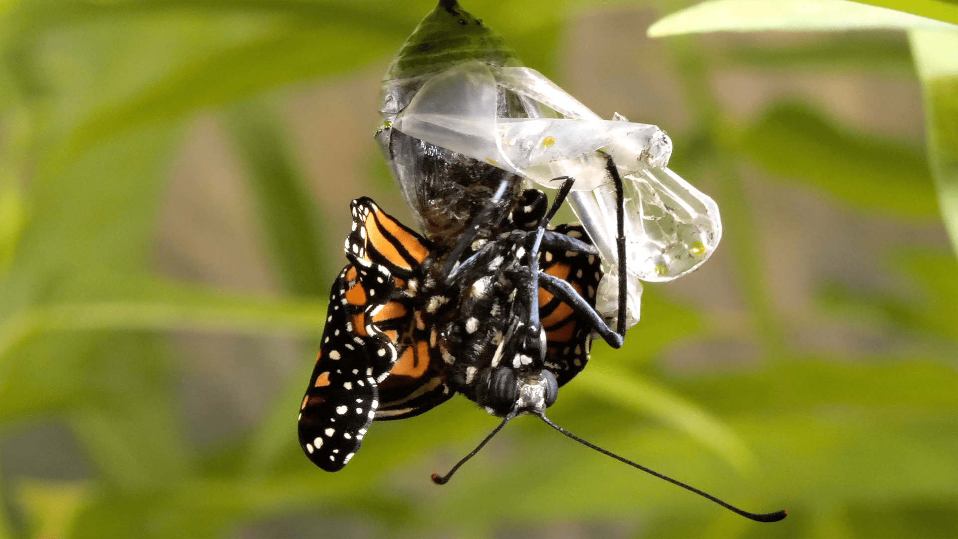 This Nasty Parasite Is Ruining Monarch Butterfly Wings | WETA