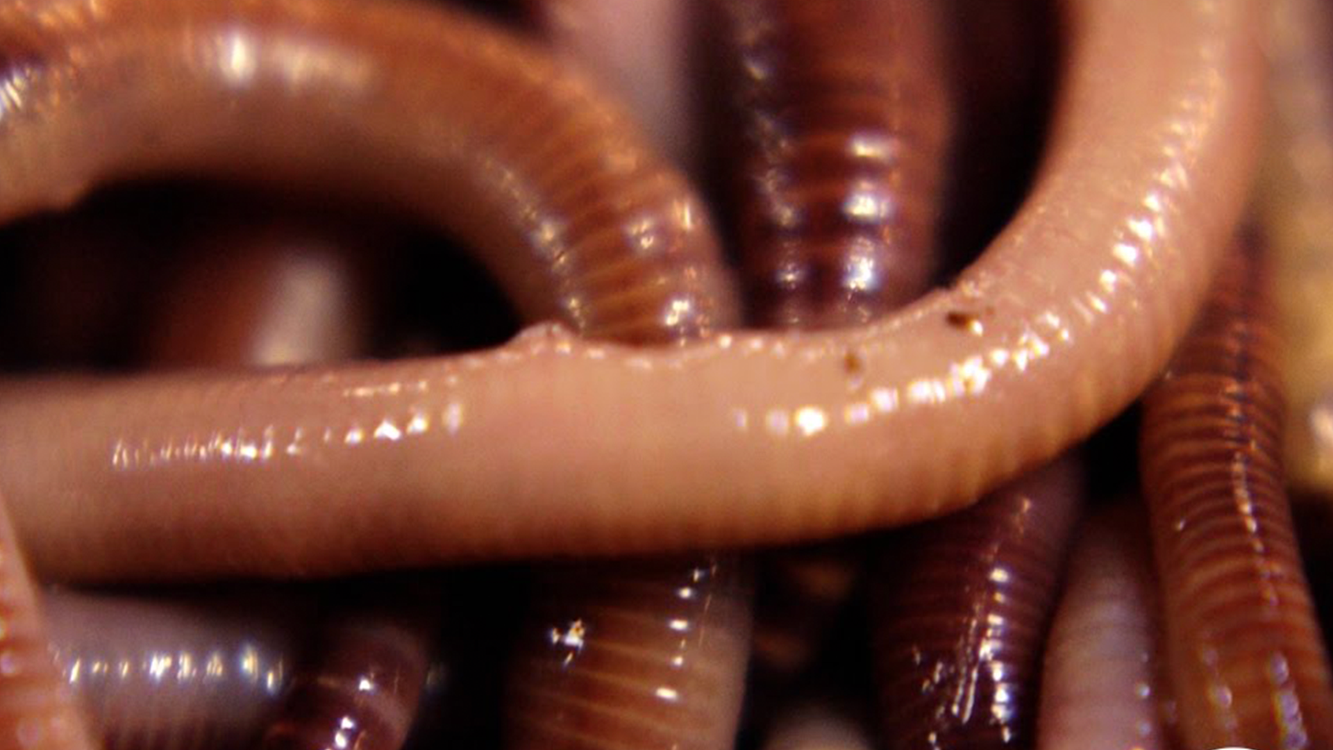 How Do Worms Turn Garbage into Compost? | WETA