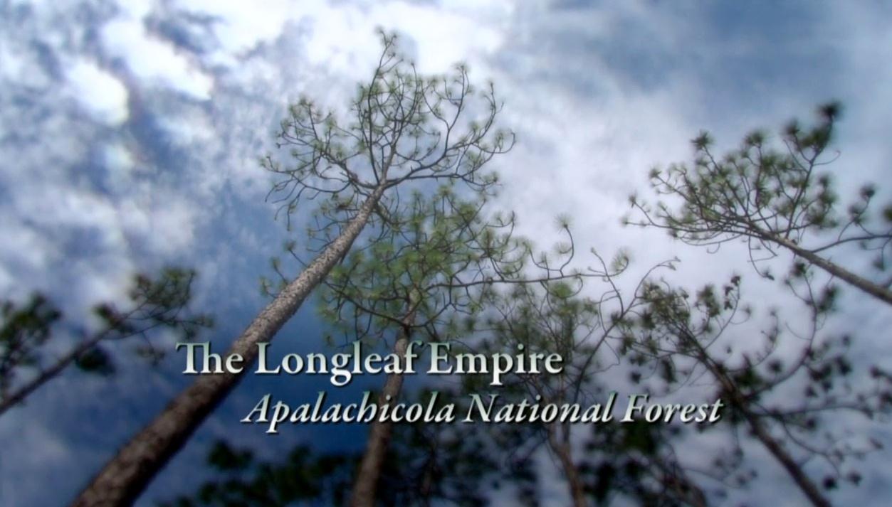 The Longleaf Empire – Appalachicola National Forest | WETA