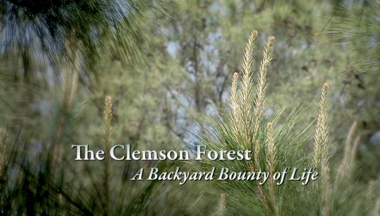 The Clemson Forest – A Backyard Bounty of Life | WETA