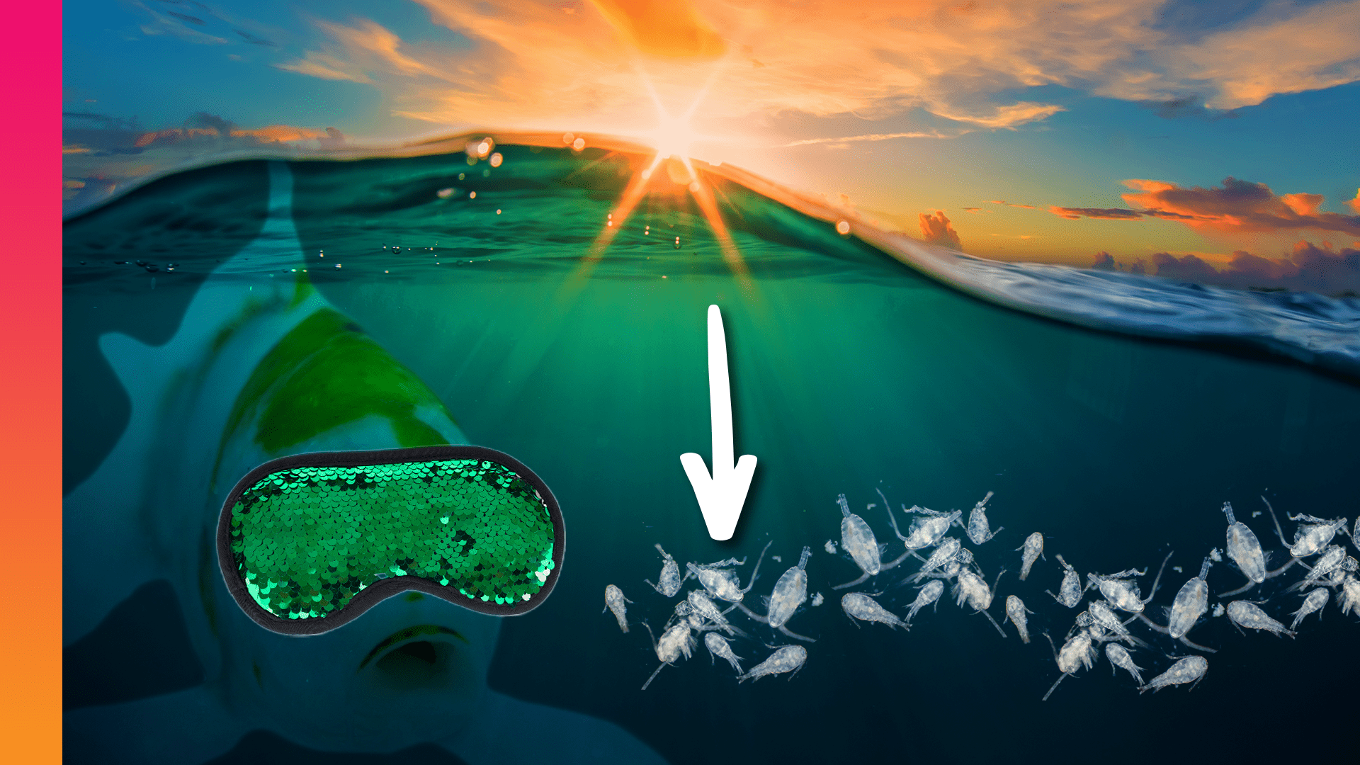 The Mystery Behind Earth’s Most Epic Migration | WETA