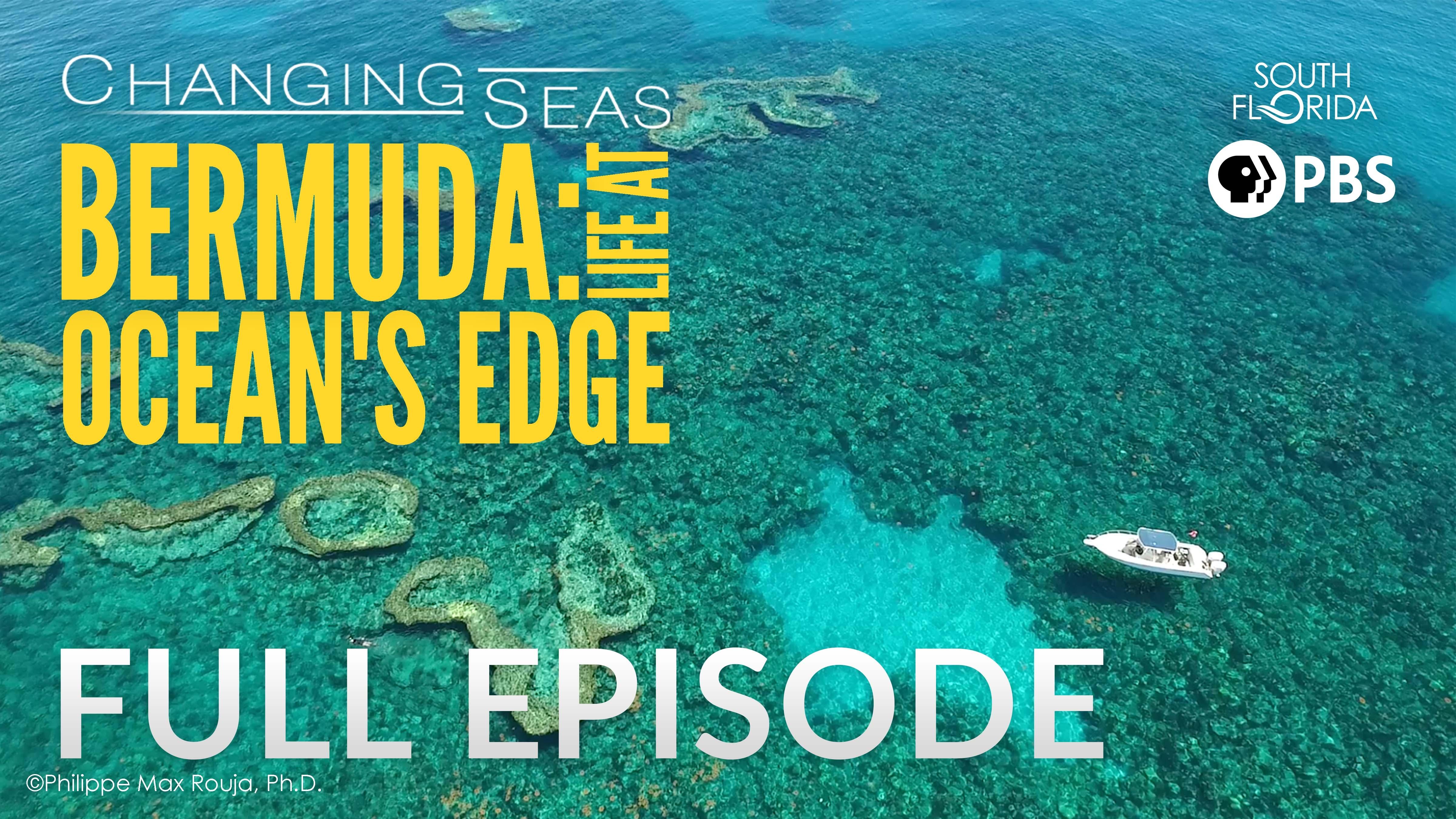 Bermuda: Life at Ocean's Edge | WETA