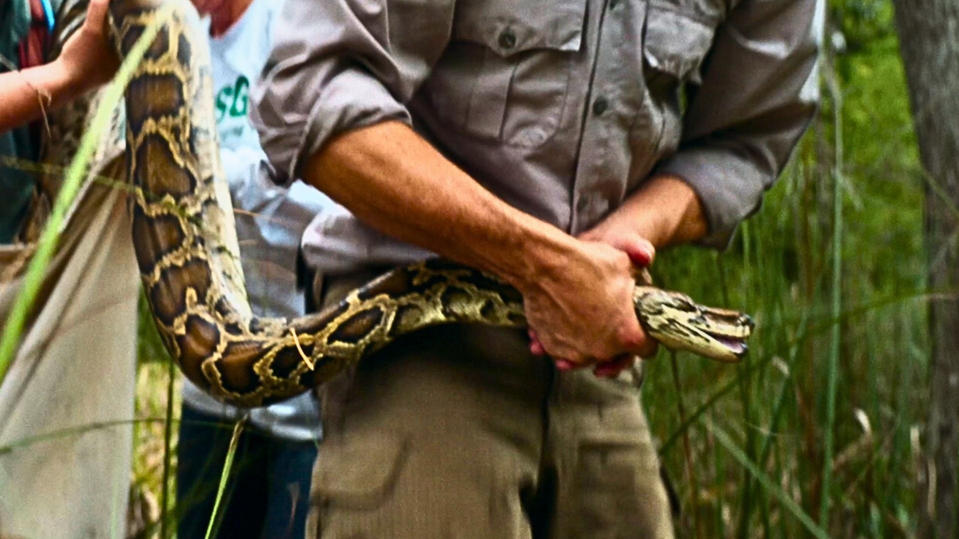 How Giant Pythons Became Florida’s Biggest Invasive Species | WETA