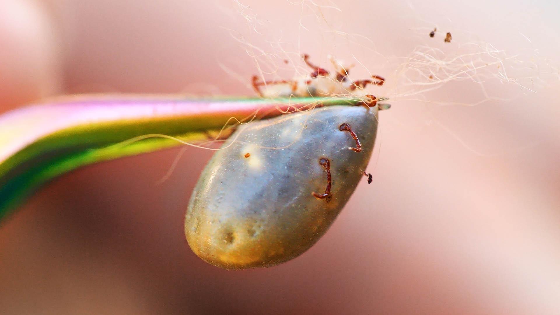 Dog Ticks Are Changing Their Diet. You’re on the Menu | WETA