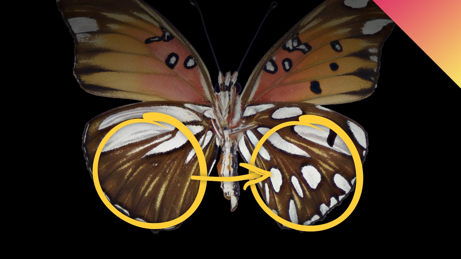 Using Gene Editing To Repaint Butterfly Wings | WETA