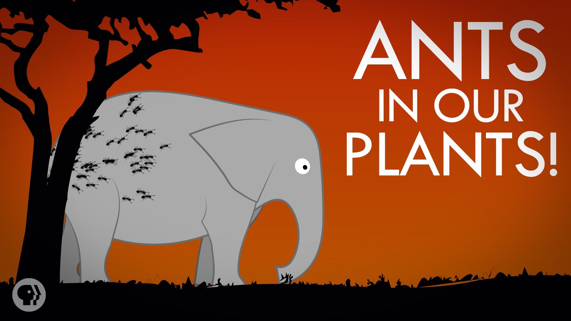 We Got Ants In Our Plants! | WETA