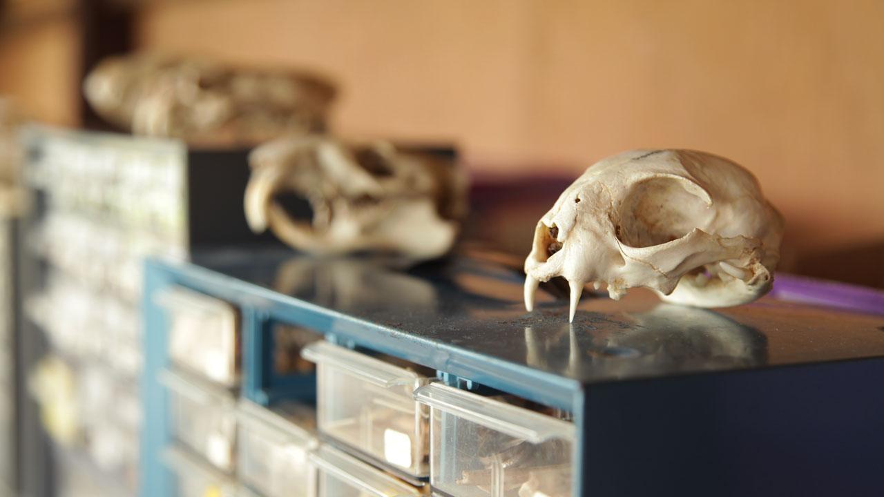 Zooarchaeology | WETA