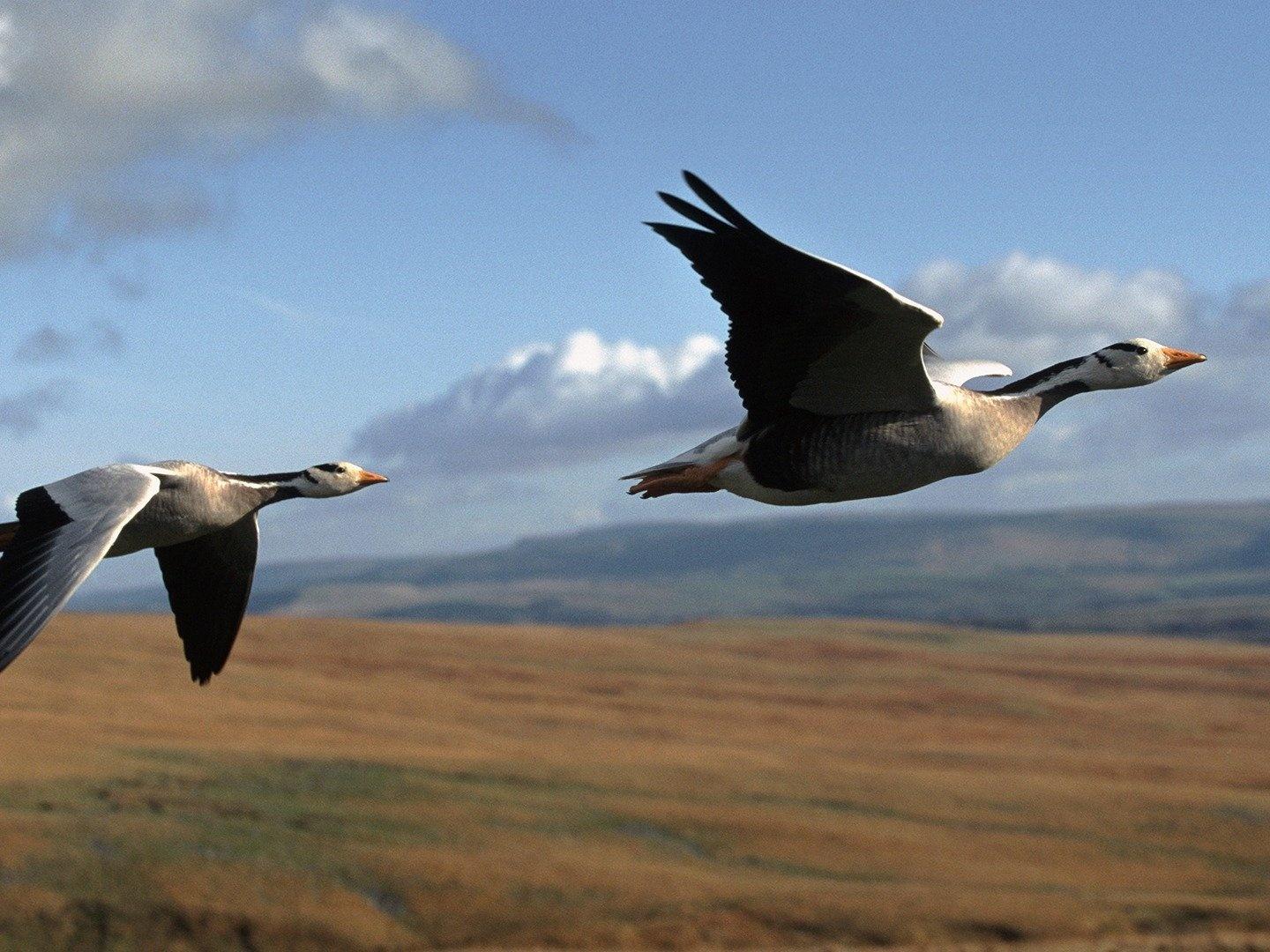 Earthflight, A Nature Special Presentation | WETA