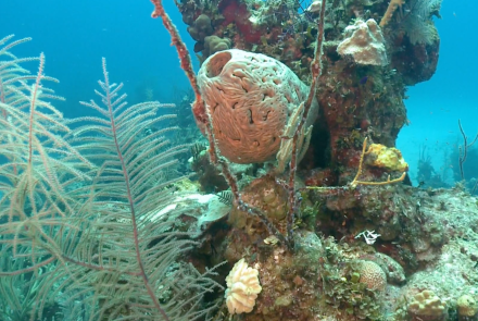 Sponges: Oldest Creatures in the Sea? | WETA