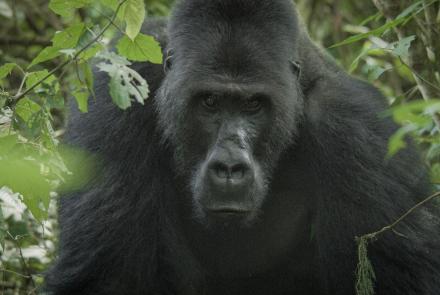 WETA | Public Television and Classical Music for Greater Washington